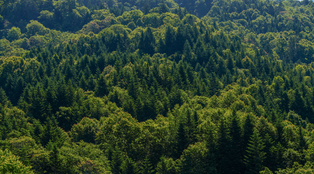 21 de marzo: Día Internacional de los Bosques - cbudec